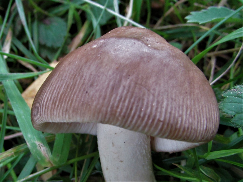 Grisettes - Wild Food UK