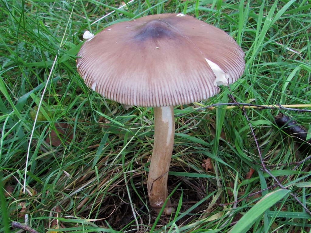 Grisettes - Wild Food UK