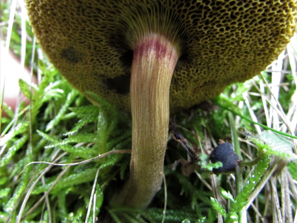 Sepia Bolete - Wild Food UK