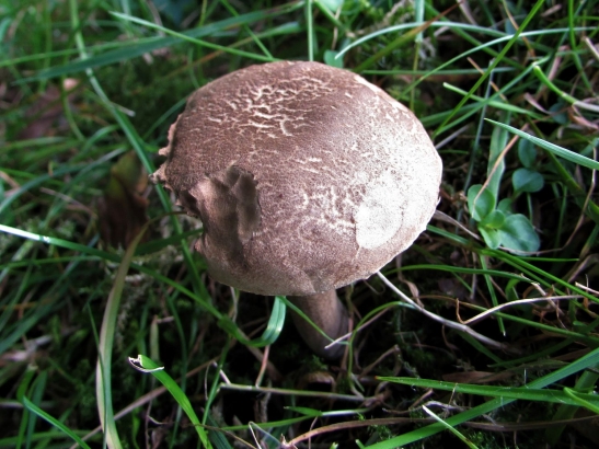 Sepia Bolete - Wild Food UK