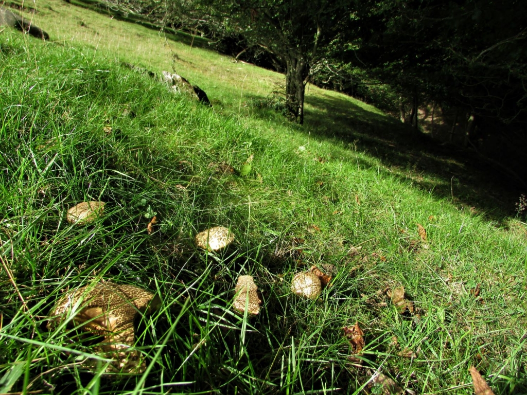 Sepia Bolete - Wild Food UK