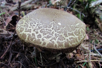 Wild UK Mushrooms (Fungi): Guide to Identification & Picking