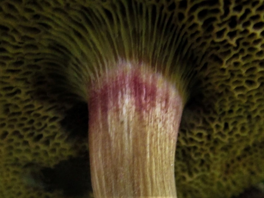 Sepia Bolete - Wild Food UK