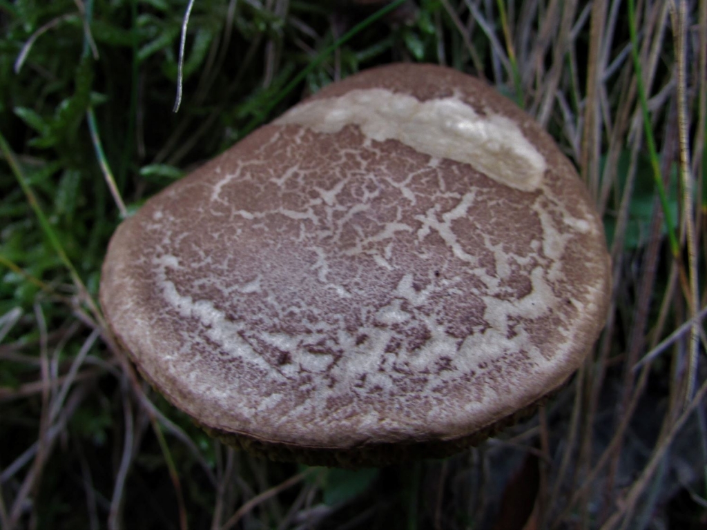 Sepia Bolete - Wild Food UK