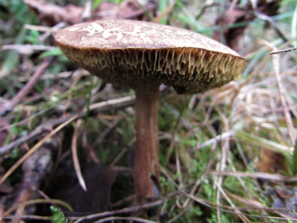 Sepia Bolete - Wild Food UK