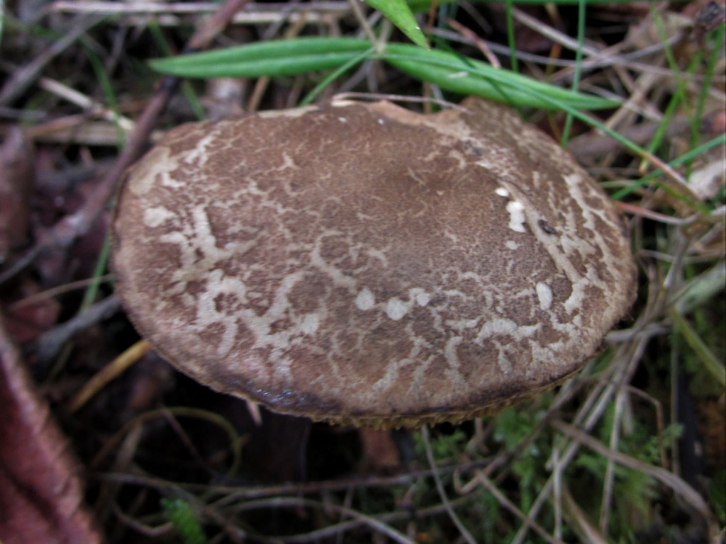 Sepia Bolete - Wild Food UK