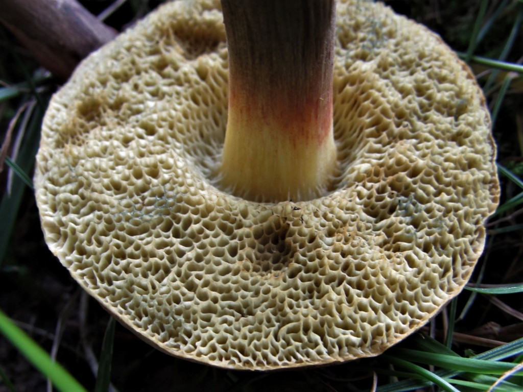 Sepia Bolete - Wild Food UK