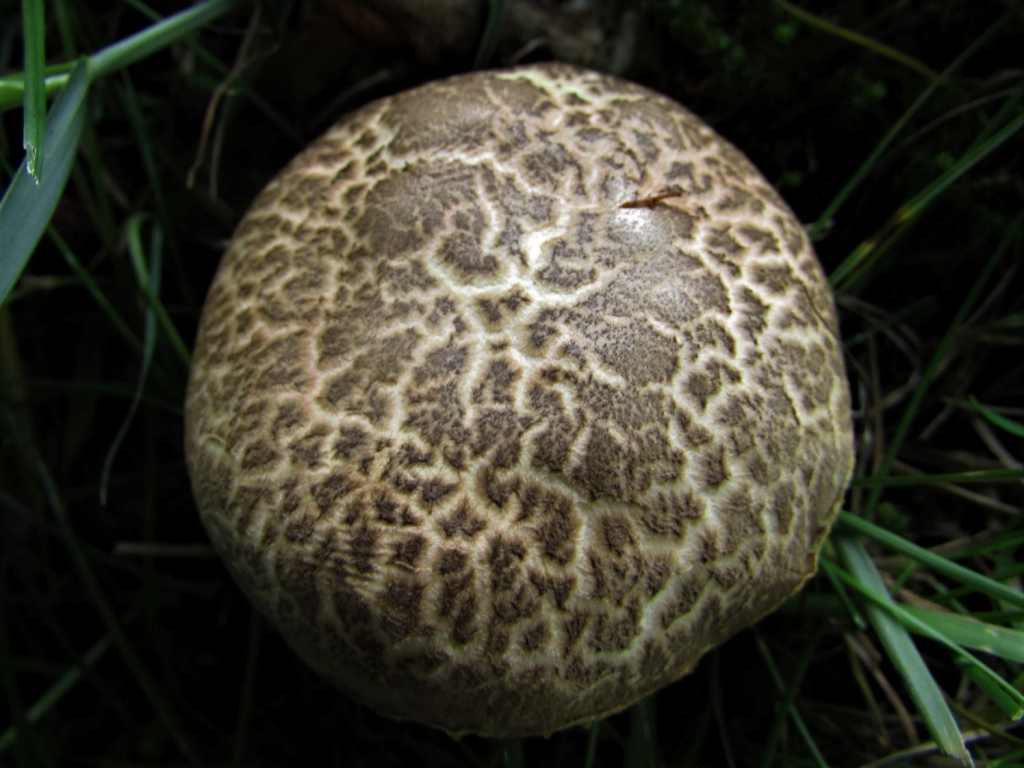 Sepia Bolete - Wild Food UK