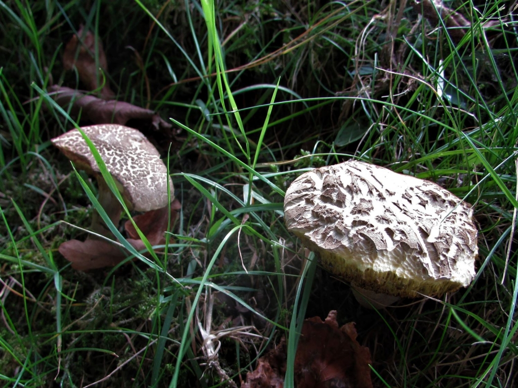 Sepia Bolete - Wild Food UK