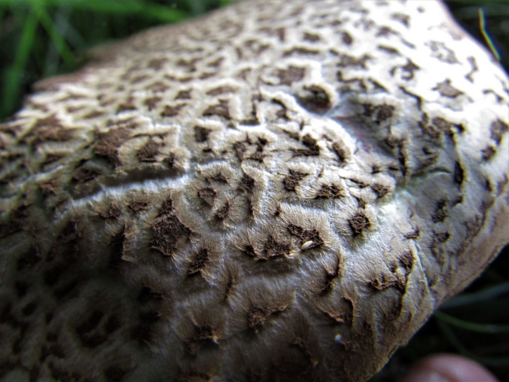 Sepia Bolete - Wild Food UK