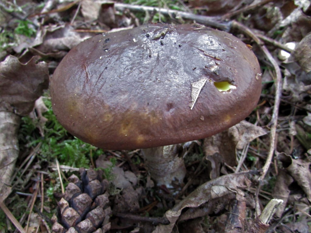 Slippery Jack - Wild Food UK