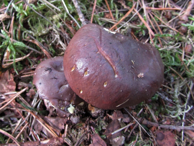 Slippery Jack - Wild Food UK