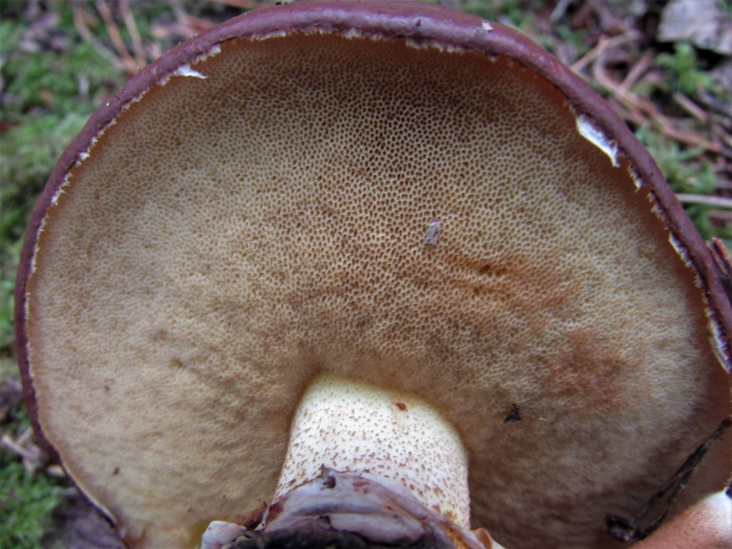 Slippery Jack - Wild Food UK