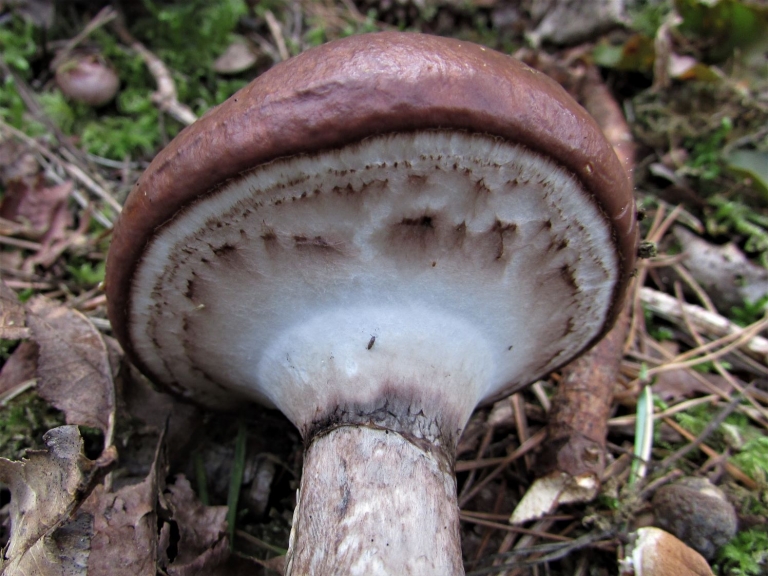 Slippery Jack - Wild Food UK