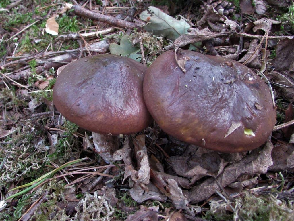 Slippery Jack - Wild Food UK