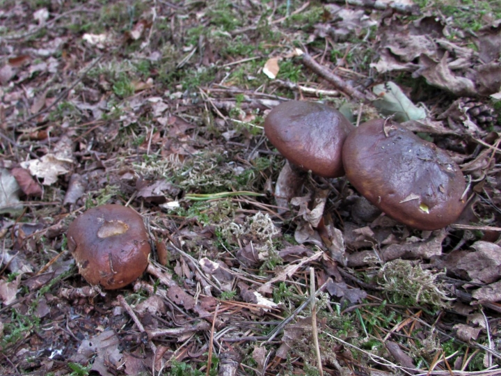 Slippery Jack - Wild Food UK