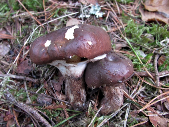 Slippery Jack - Wild Food UK