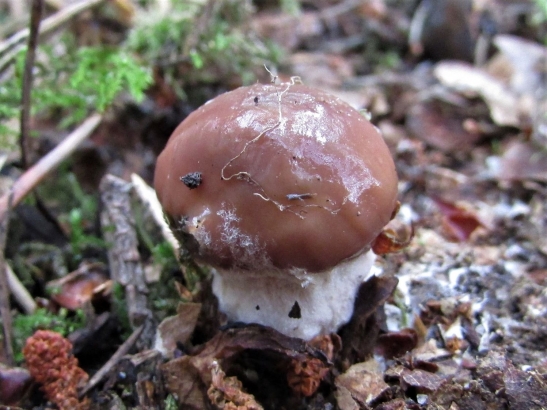 Slippery Jack - Wild Food UK