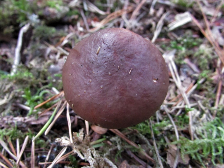 Slippery Jack - Wild Food UK