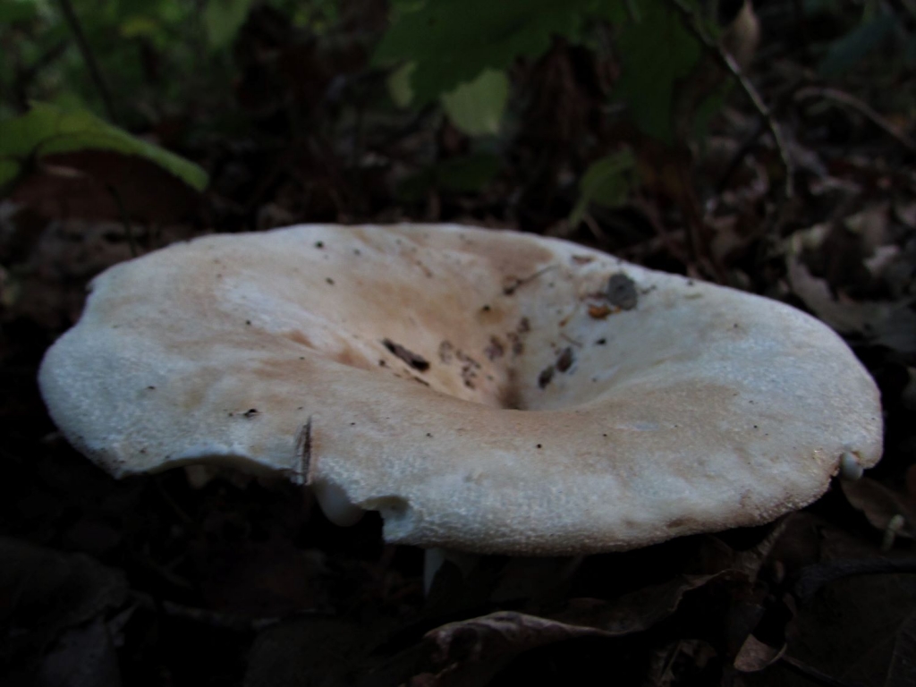 Fleecy Milkcap - Wild Food UK