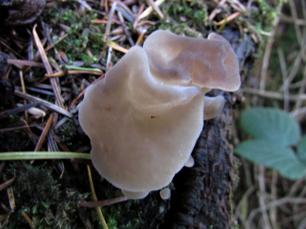 Jelly Tooth - Wild Food UK