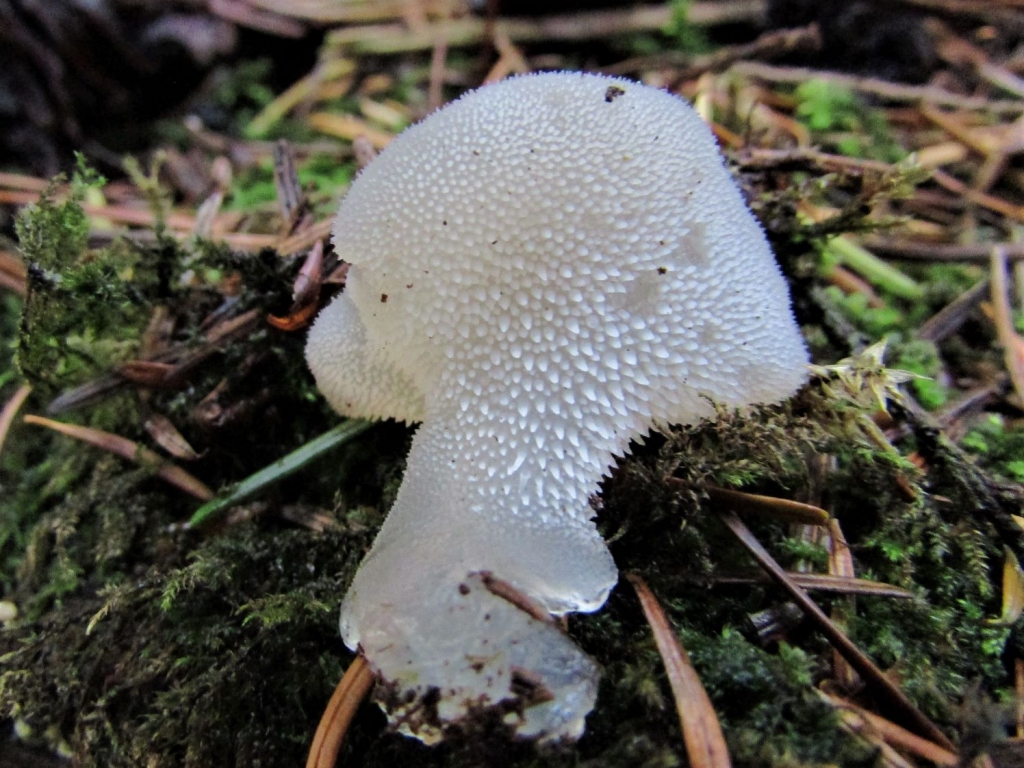 Jelly Tooth - Wild Food UK