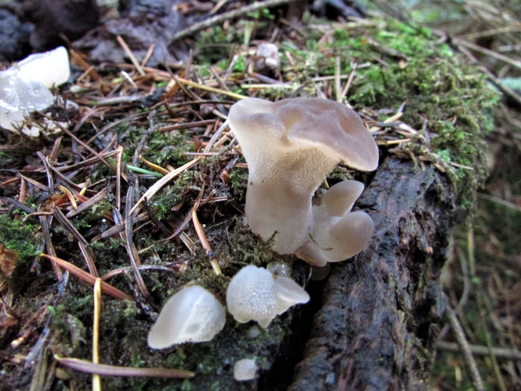 Jelly Tooth - Wild Food UK