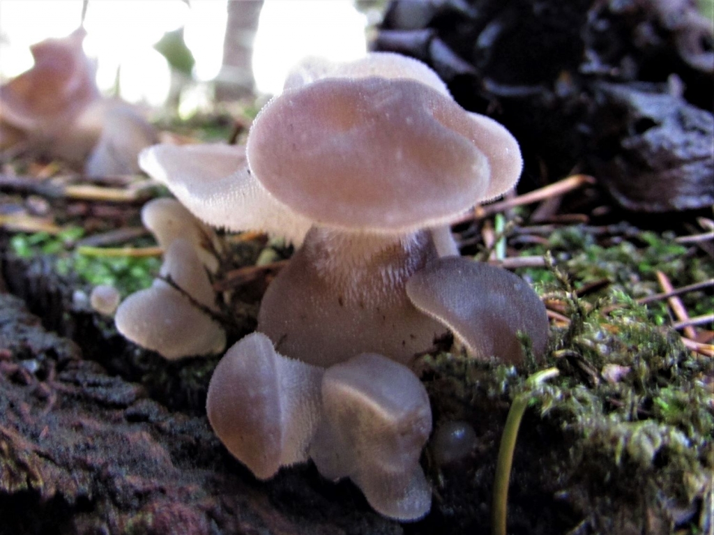 Jelly Tooth - Wild Food UK