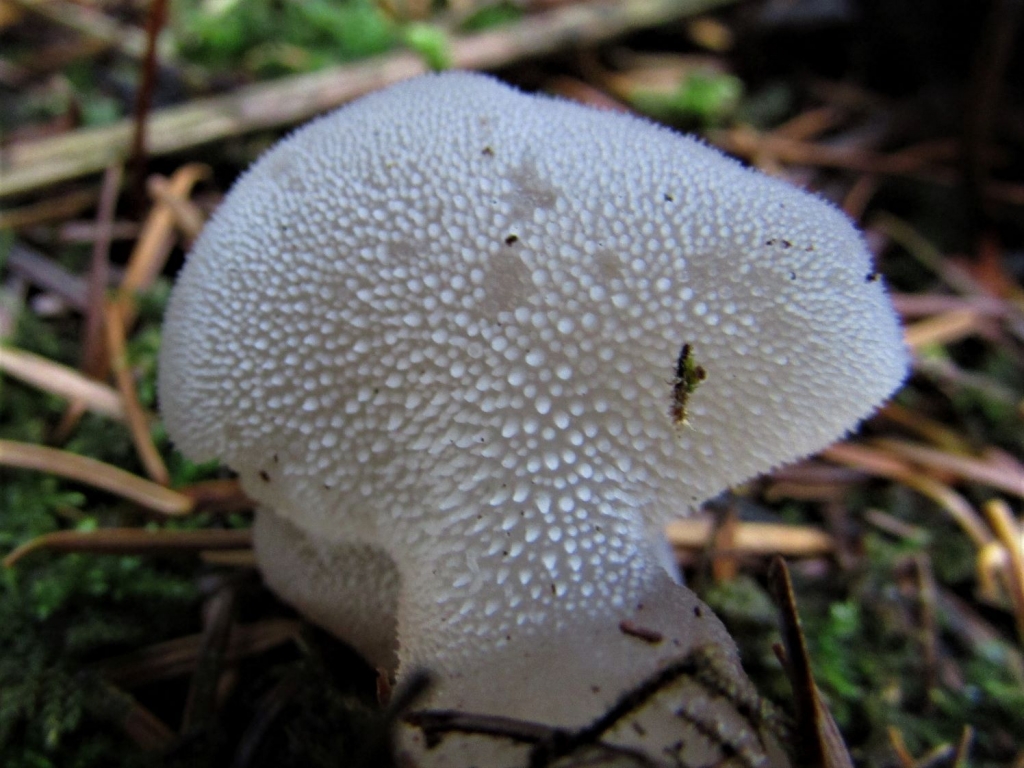 Jelly Tooth - Wild Food UK