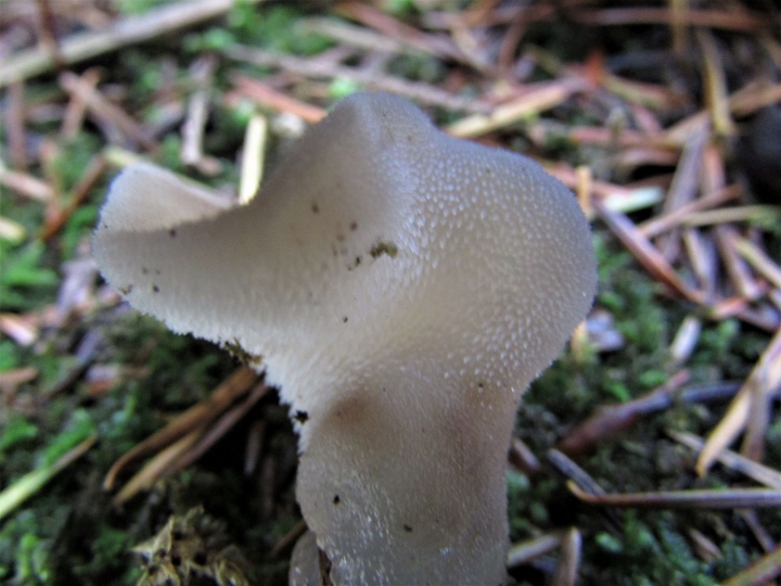 Jelly Tooth - Wild Food UK