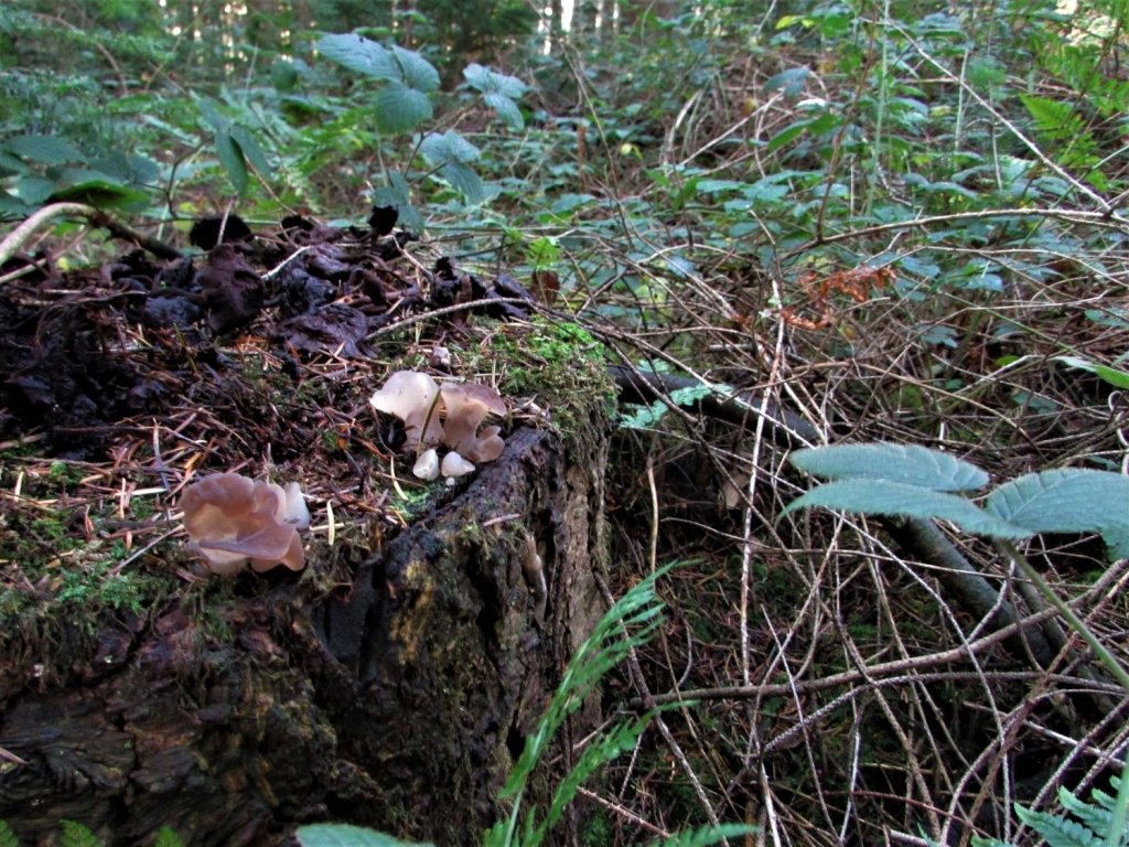 Jelly Tooth - Wild Food UK
