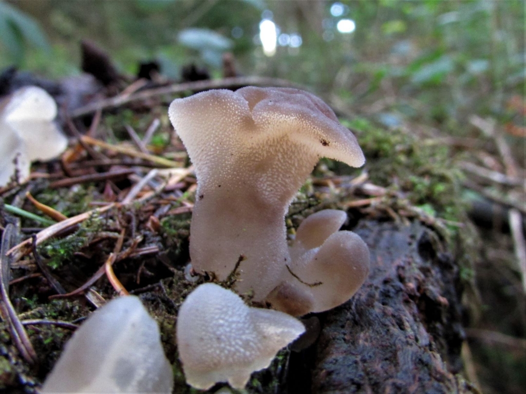 Jelly Tooth - Wild Food UK