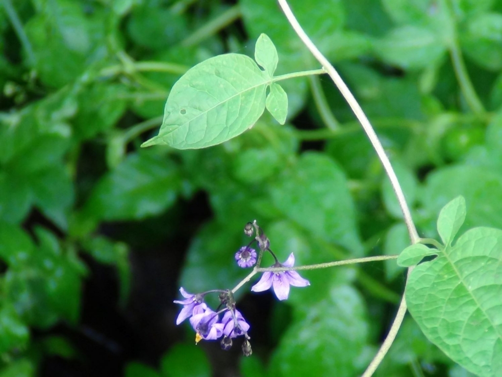 Woody Nightshade - Wild Food UK