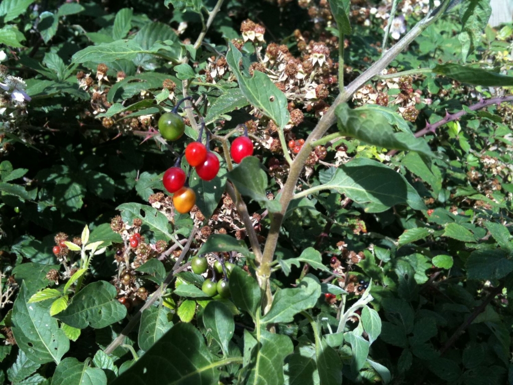 Woody Nightshade - Wild Food UK