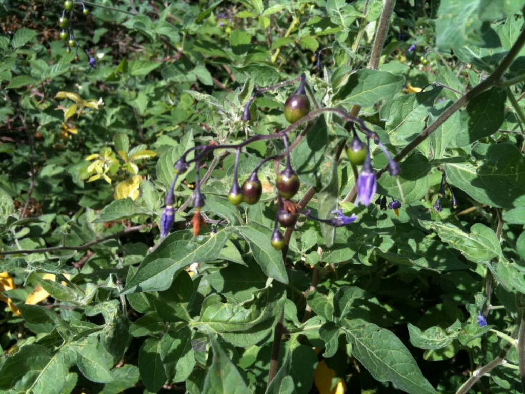 Woody Nightshade - Wild Food UK