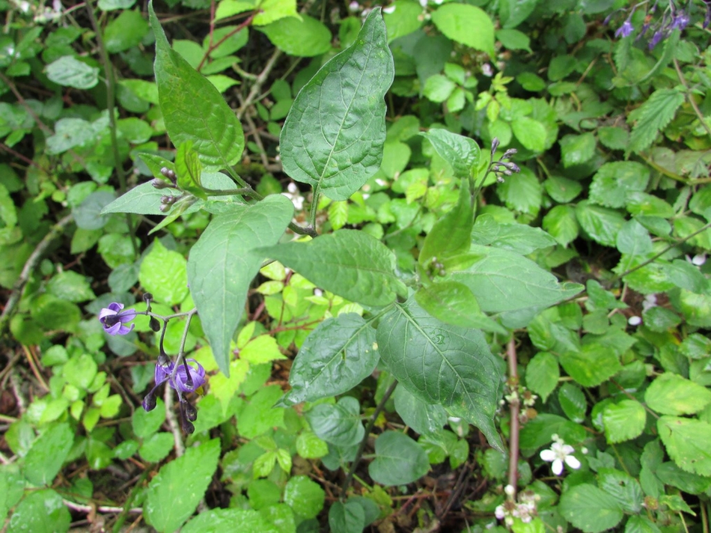 Woody Nightshade - Wild Food UK