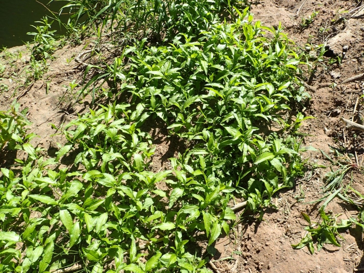 Water Pepper - Wild Food UK
