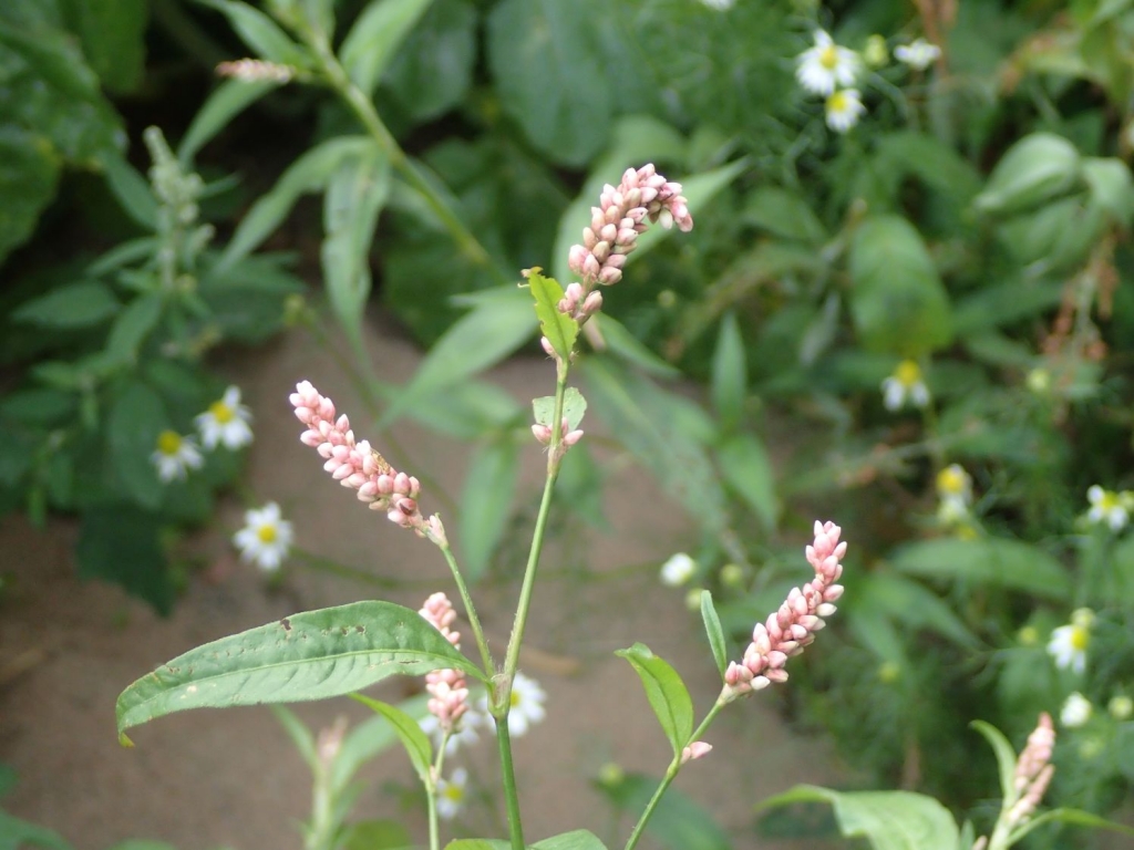 Water Pepper - Wild Food UK