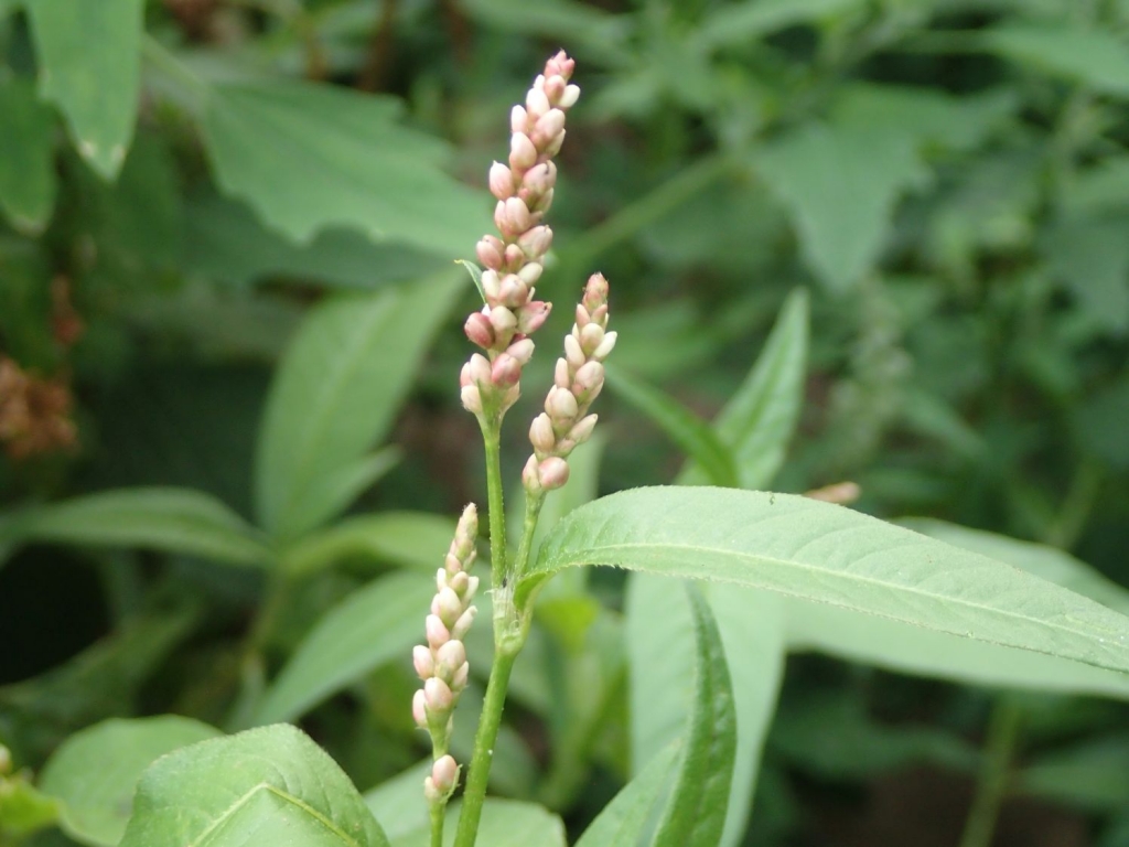 Water Pepper - Wild Food UK