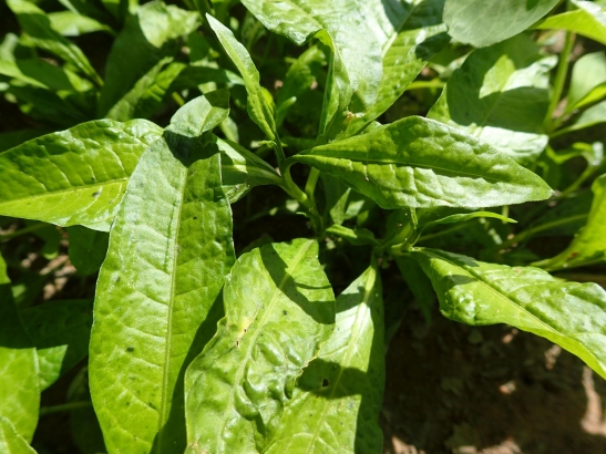 Water Pepper - Wild Food UK