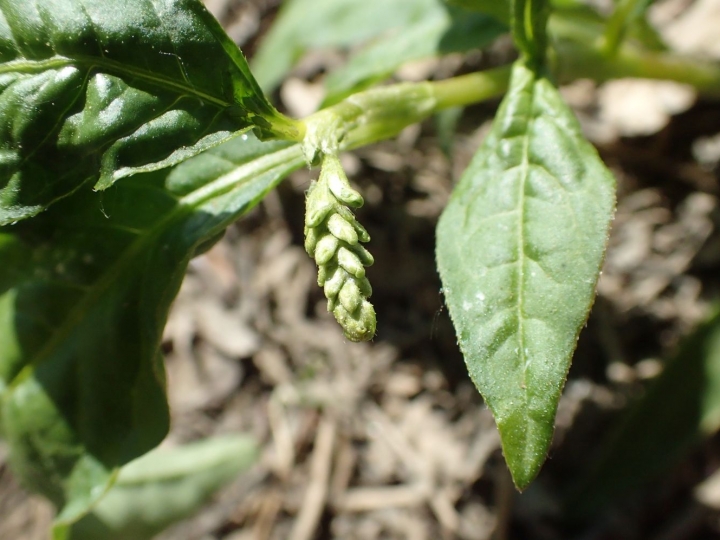 Water Pepper - Wild Food UK