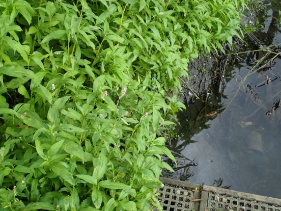 Water Pepper - Wild Food UK