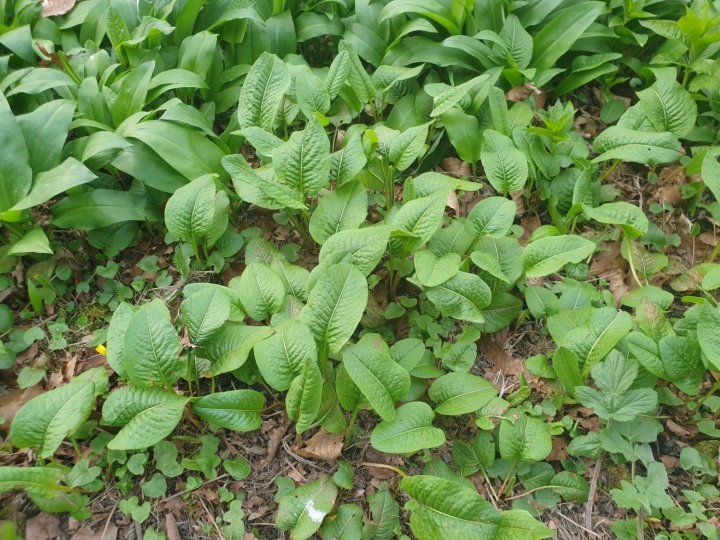 Bistort - Wild Food UK