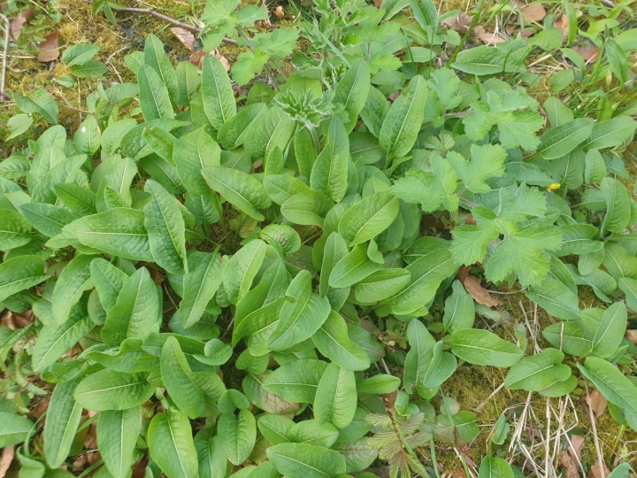 Bistort - Wild Food UK