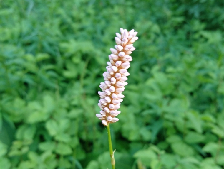 Bistort - Wild Food UK