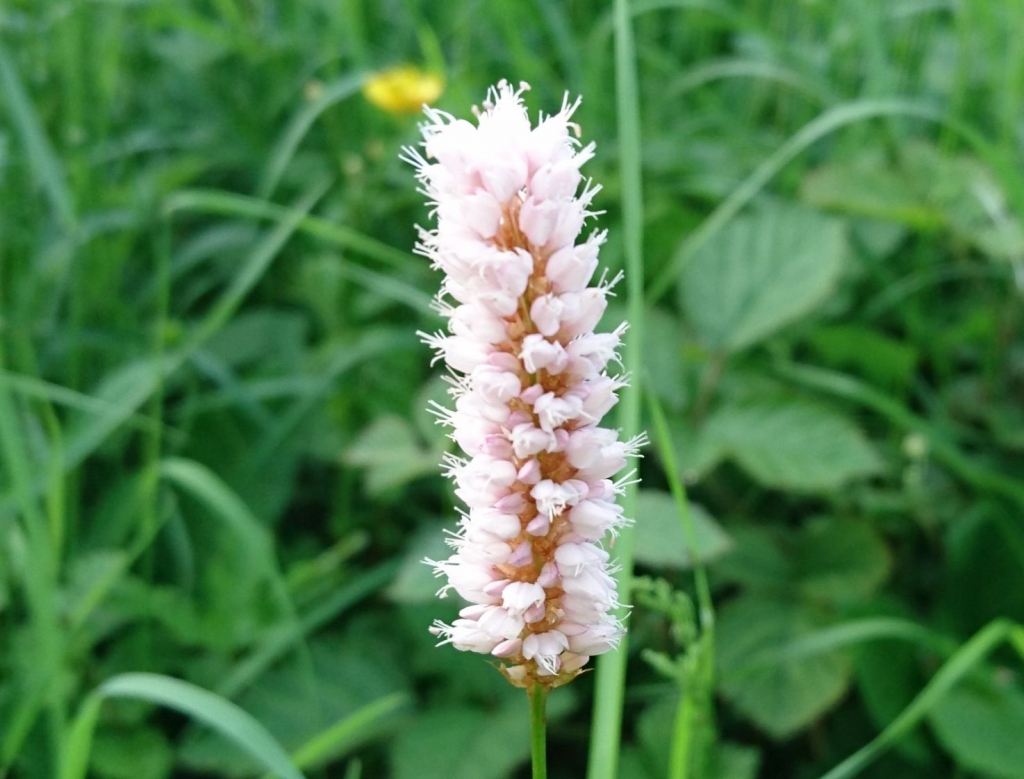 Bistort - Wild Food UK