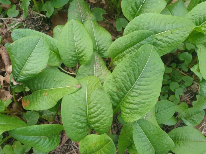 Bistort - Wild Food UK
