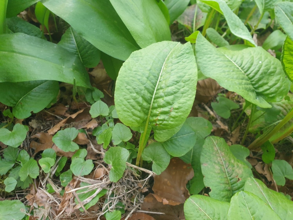 Bistort - Wild Food UK