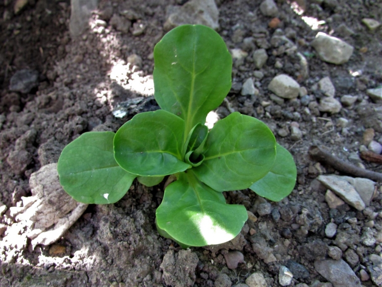 Lamb’s lettuce - Wild Food UK