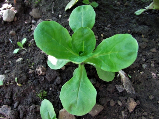 Lamb’s lettuce - Wild Food UK